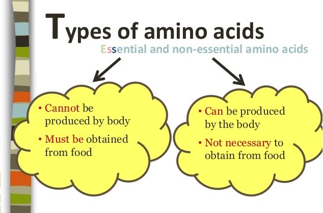 Essential Amino Acids and Their Role in Bodybuilding - HealthKart