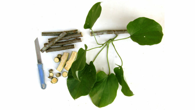 10 Giloy Health Benefits That Can Work Wonders! - Healthkart Blog