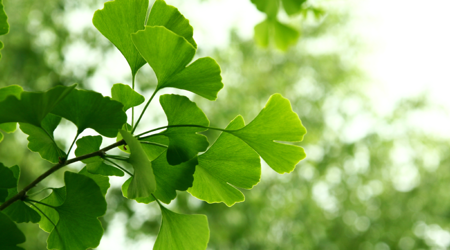 Benefits Of Ginkgo Biloba For Sexual Health Healthkart