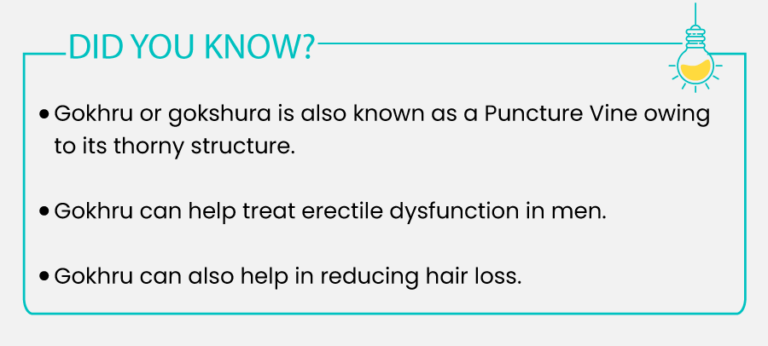 Benefits of Gokhru You Must be Aware of - HealthKart