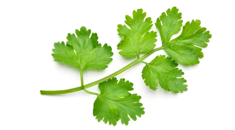 Cilantro: Benefits, Culinary Uses, and More - HealthKart